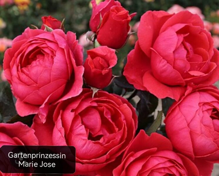 Rozes - Katalogs - stadi-sakstagals.lv