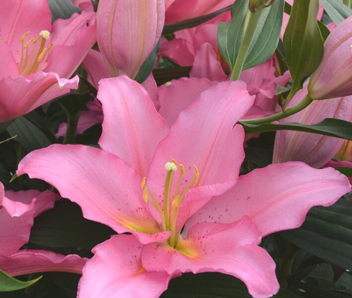 Ziemcietes - Katalogs - stadi-sakstagals.lv